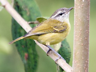 Island Leaf Warbler - eBird