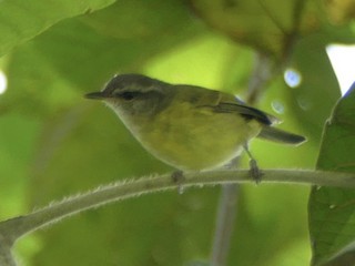 Island Leaf Warbler - eBird