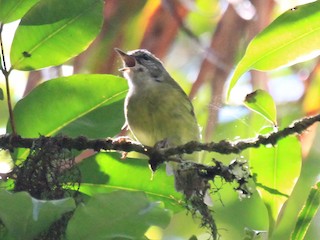 Island Leaf Warbler - eBird