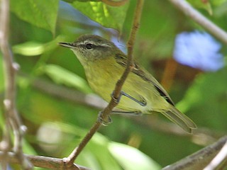 Island Leaf Warbler - eBird
