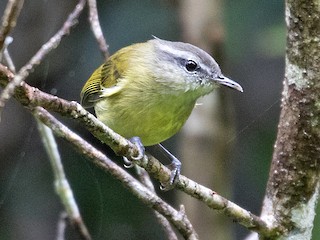 Island Leaf Warbler - eBird