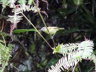 Island Leaf Warbler - eBird