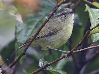 Island Leaf Warbler - eBird