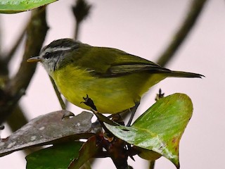 Island Leaf Warbler - eBird