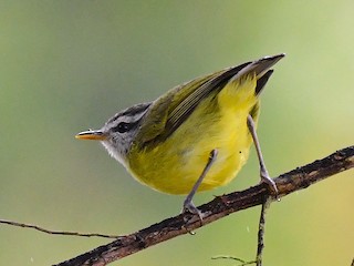 Island Leaf Warbler - eBird