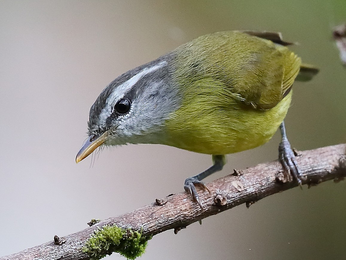 Island Leaf Warbler - eBird
