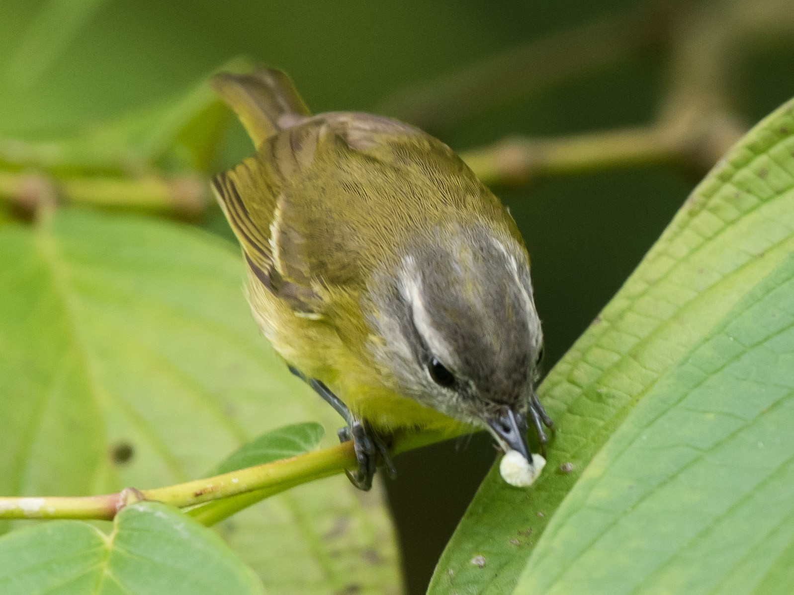 Island Leaf Warbler - eBird