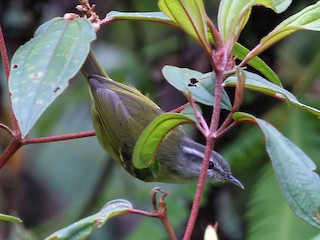 Island Leaf Warbler - eBird