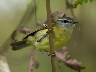 Island Leaf Warbler - eBird