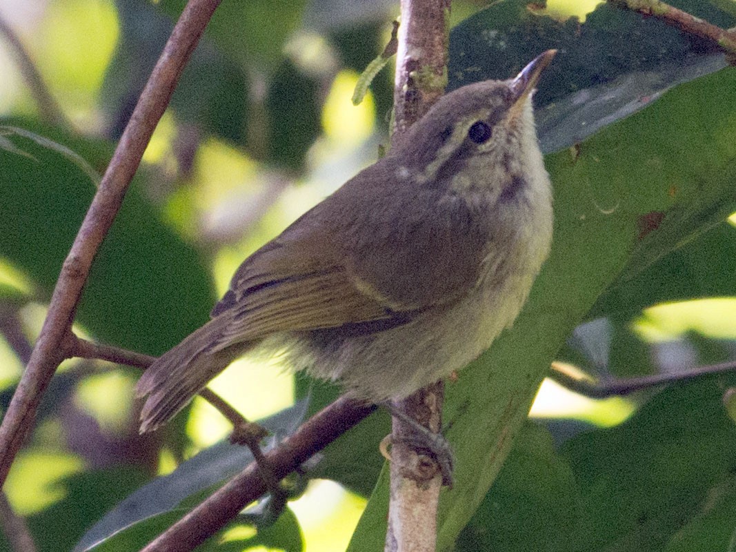 Island Leaf Warbler - eBird