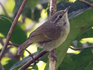 Island Leaf Warbler - eBird