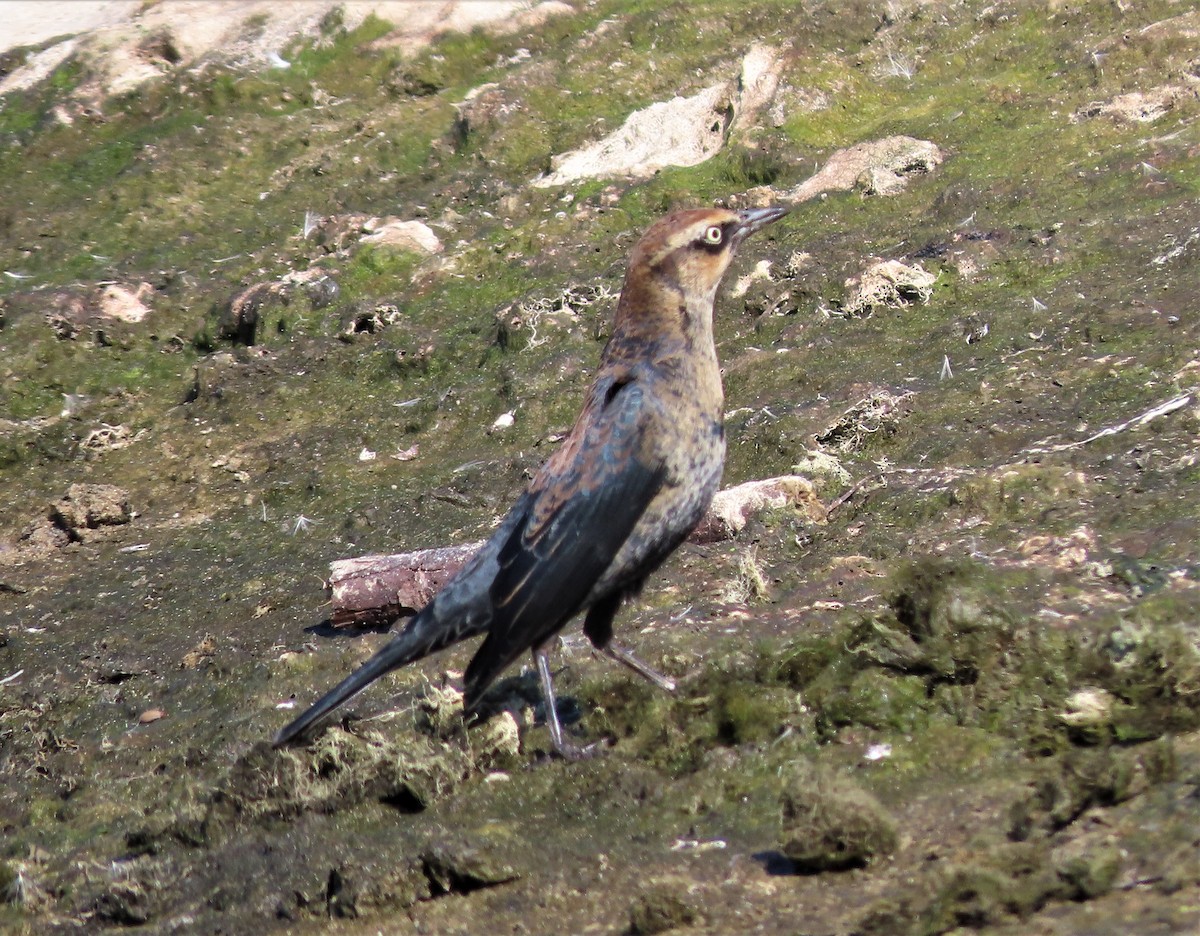 eBird Checklist - 27 Oct 2020 - Gazos Creek Beach -- west of Hwy 1 only ...