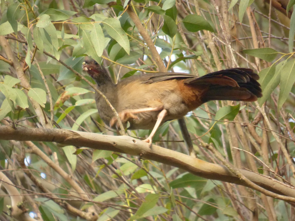 ML275395461 - Chaco Chachalaca - Macaulay Library