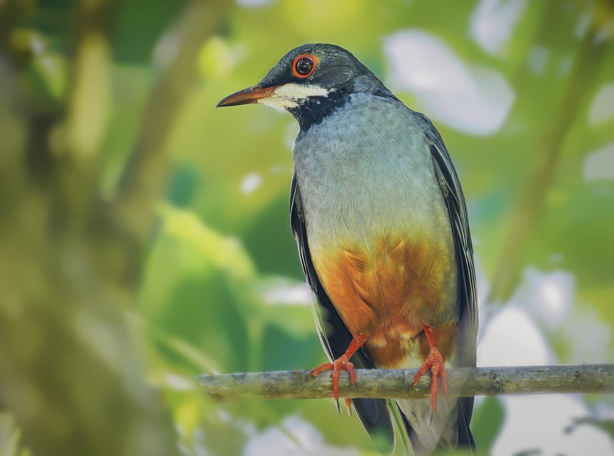 Western Red-legged Thrush (Rusty-bellied) - eBird