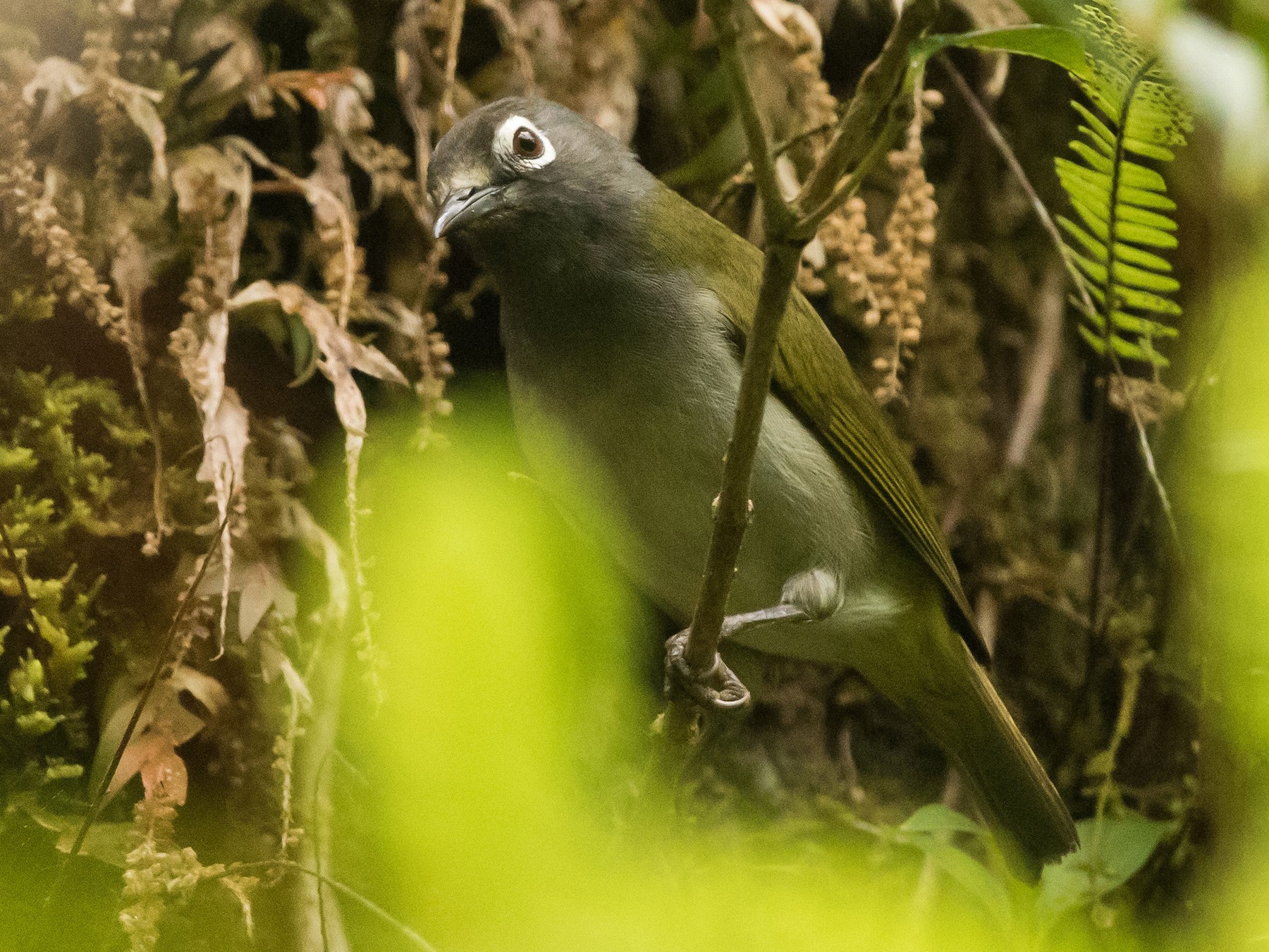 Gray-hooded White-eye - eBird
