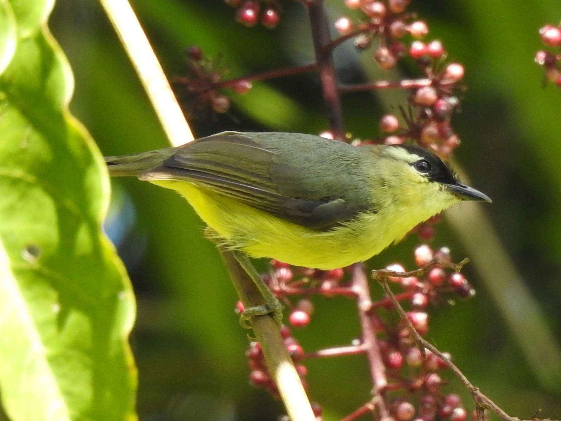 Zostérops de Doherty - eBird