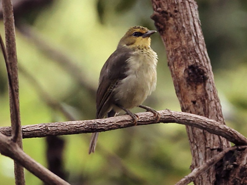 Timor Heleia - Heleia muelleri - Birds of the World