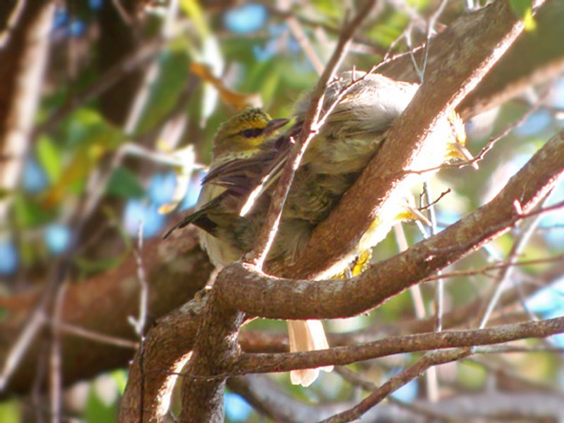 Timor White-eye - eBird