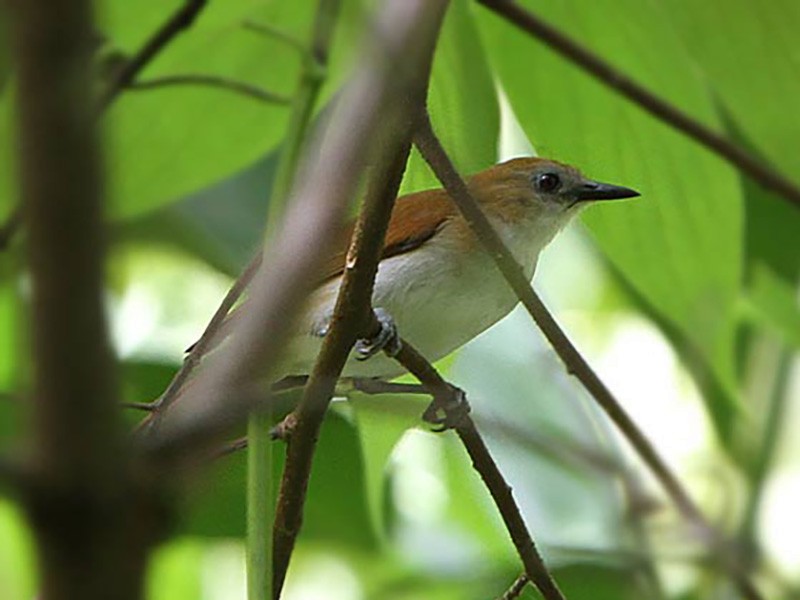 Rufescent White-eye - eBird