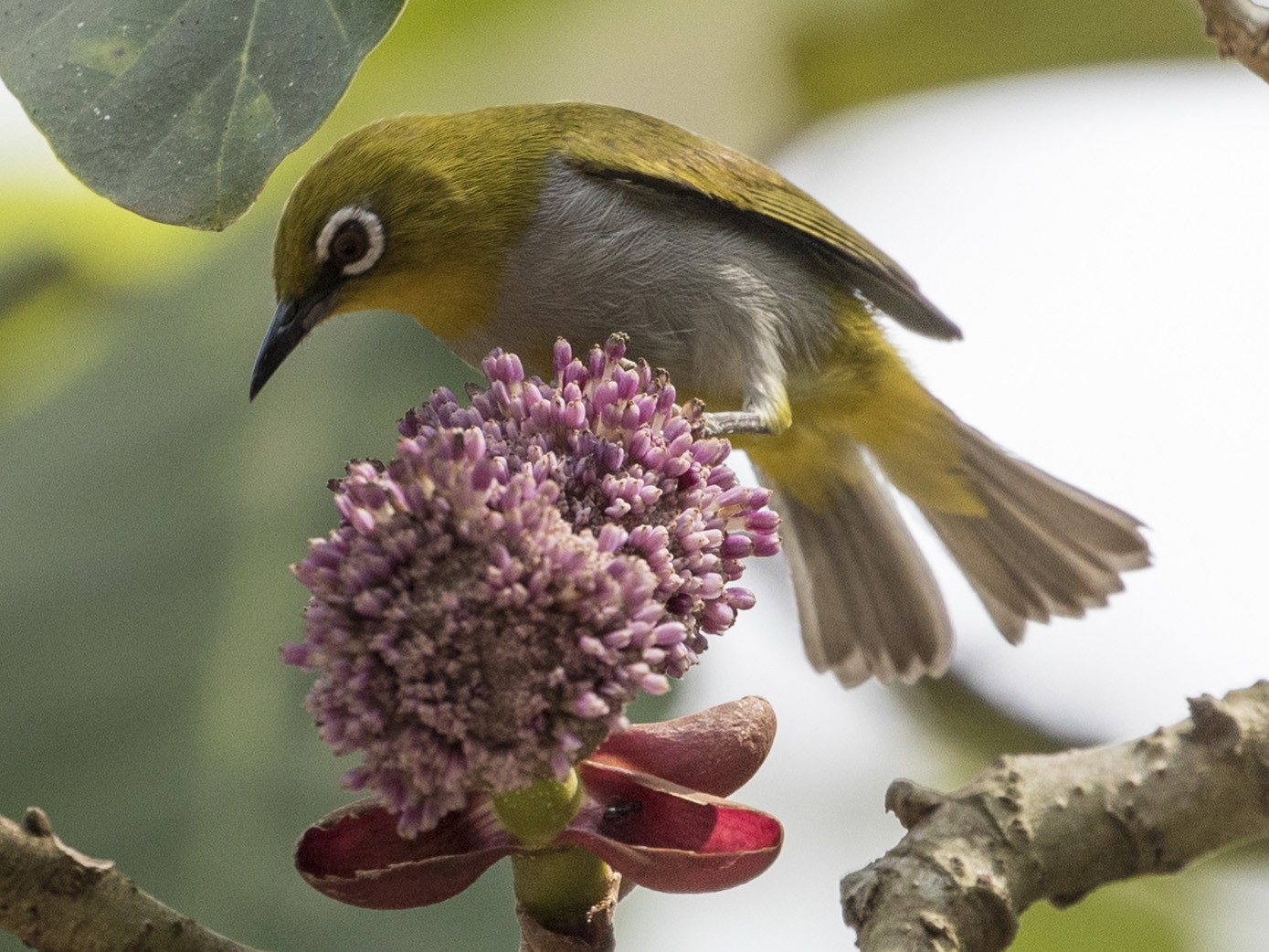 Hume's White-eye - eBird