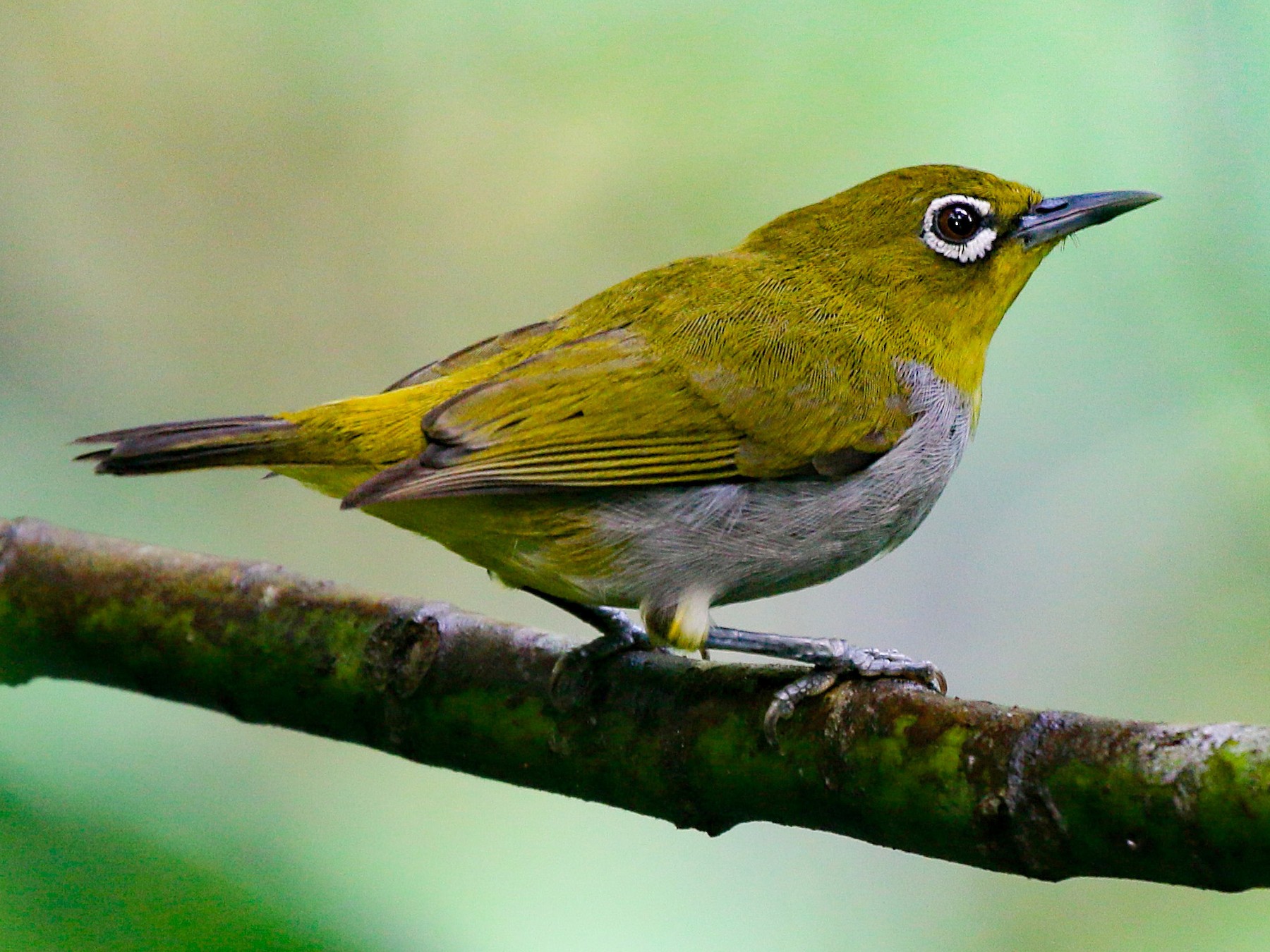 Hume's White-eye - eBird