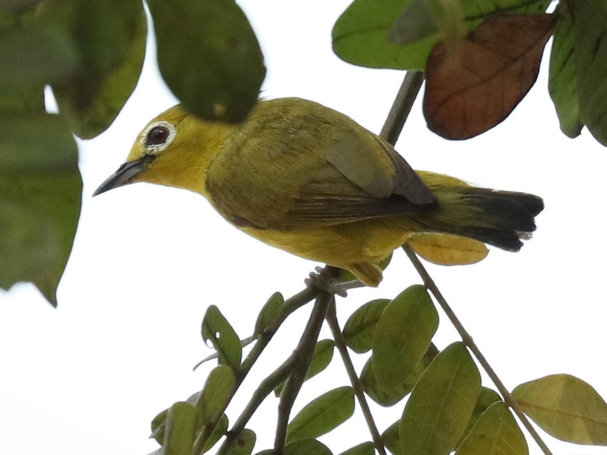 Javan White-eye - eBird