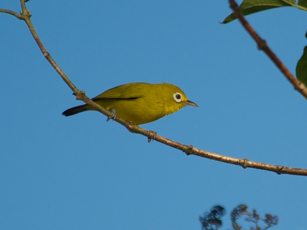 Lemon-bellied White-eye - eBird