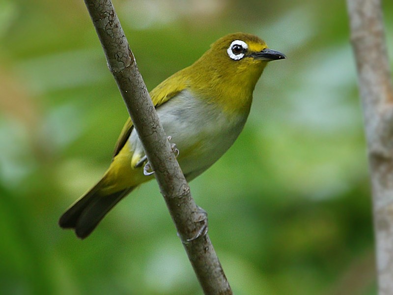 Great Kai White-eye - eBird