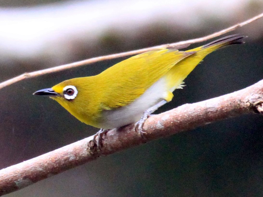 Great Kai White-eye - eBird