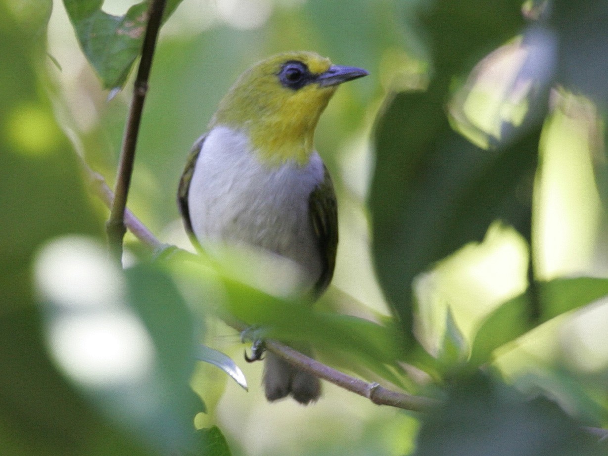 Black-ringed White-eye - eBird