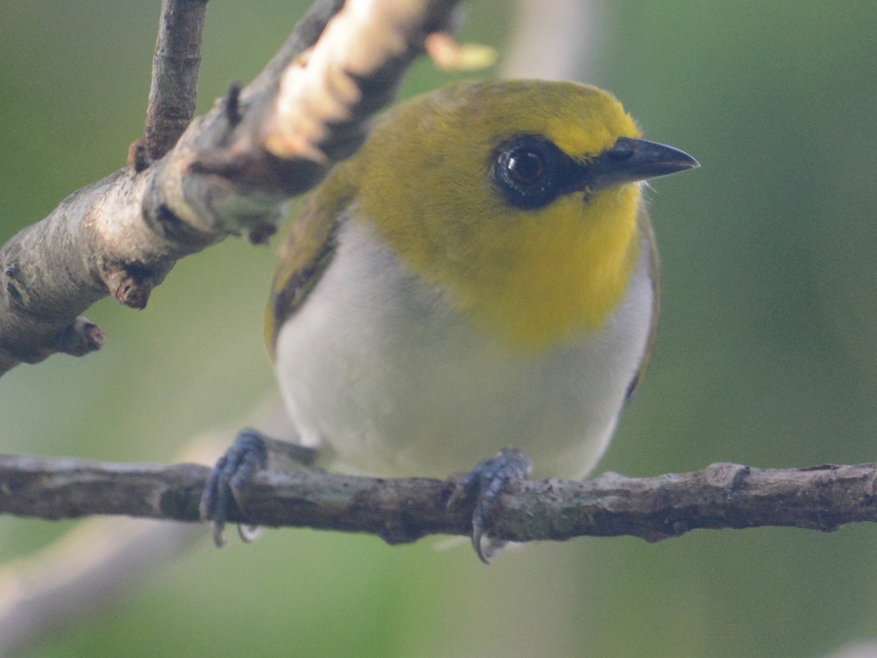 Black-ringed White-eye - eBird