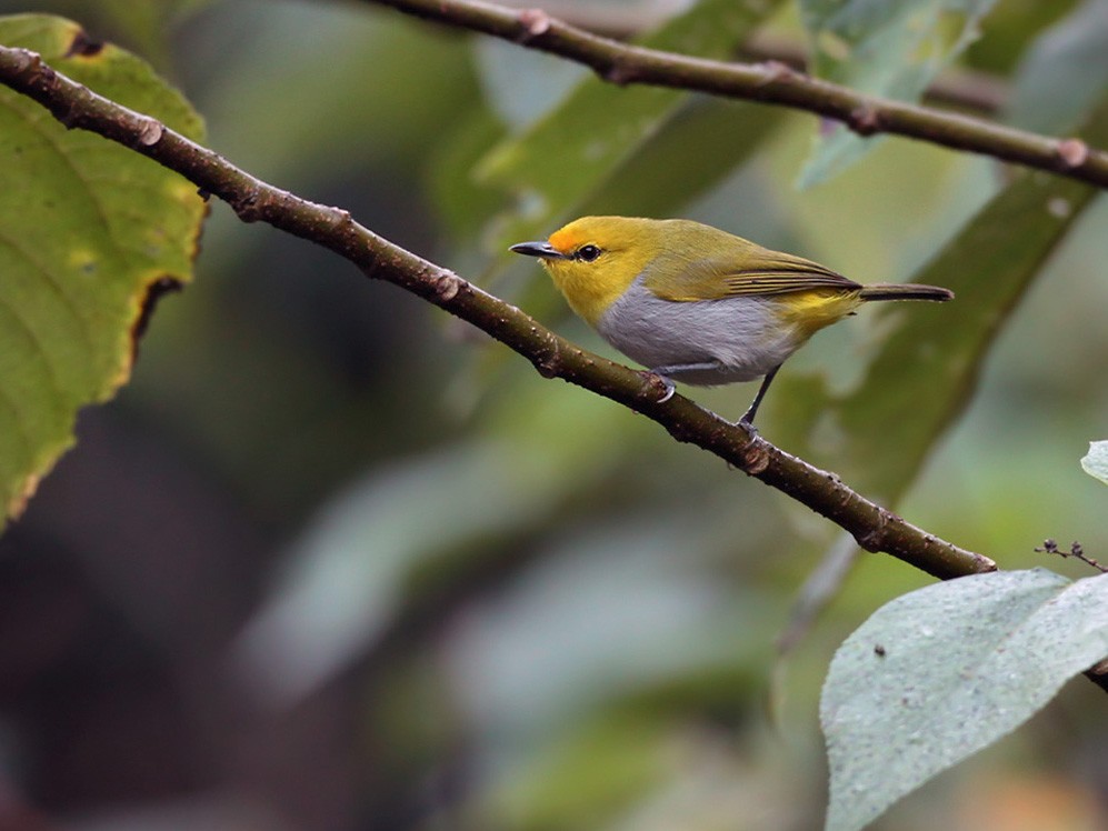 Yellow-spectacled White-eye - eBird