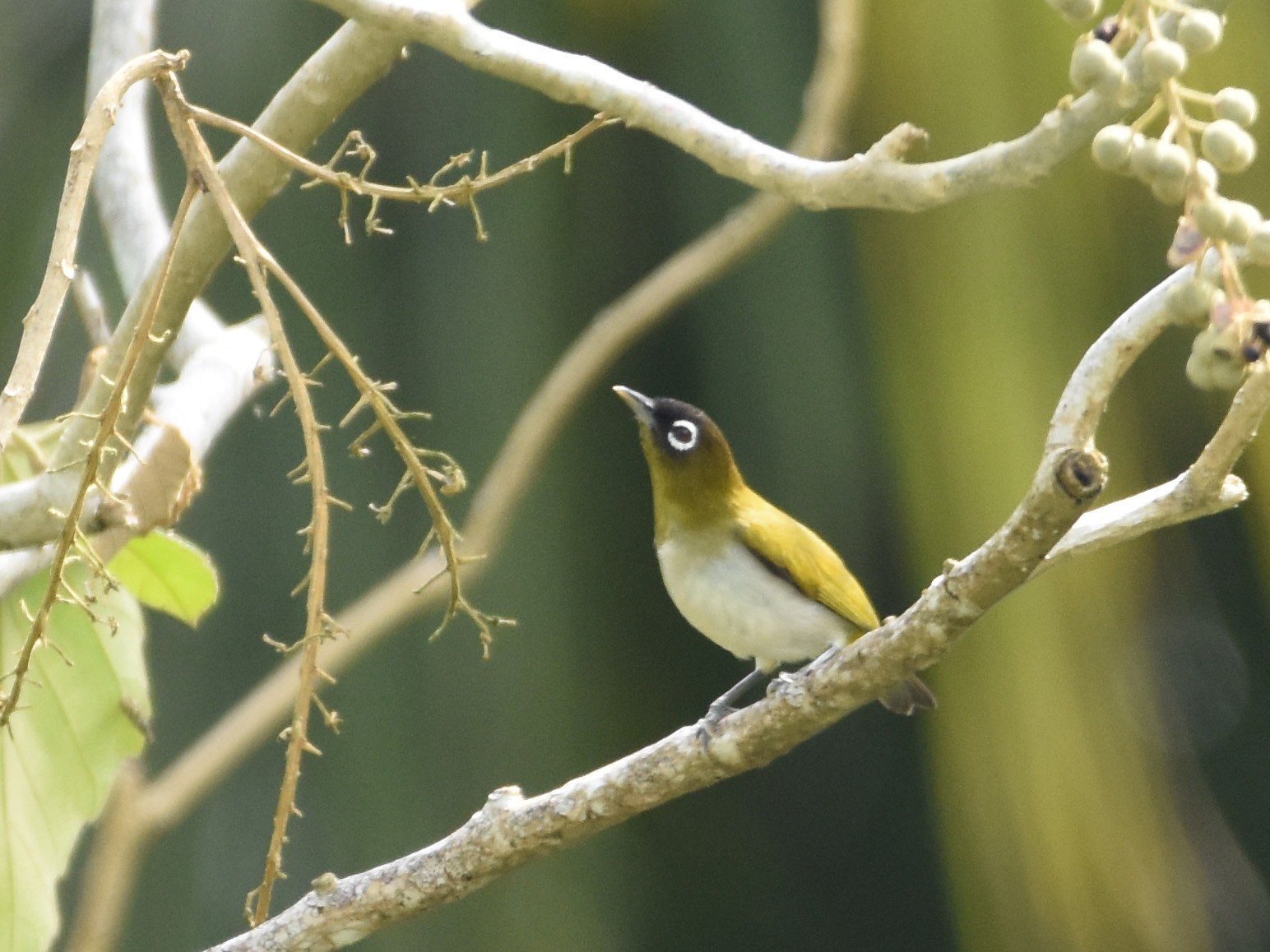 Seram White-eye - eBird
