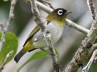 Seram White-eye - Zosterops stalkeri - Birds of the World