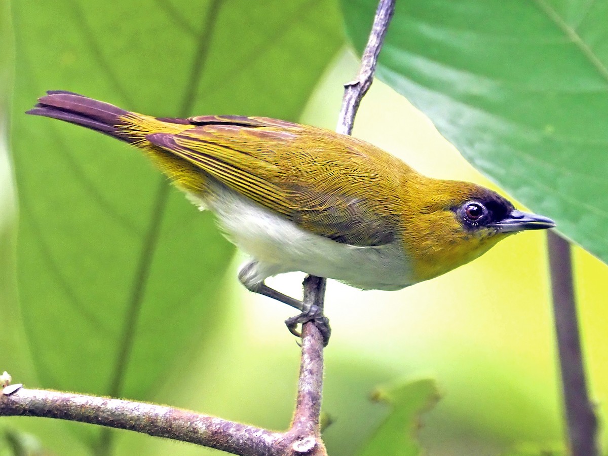 Togian White-eye - Zosterops somadikartai - Birds of the World