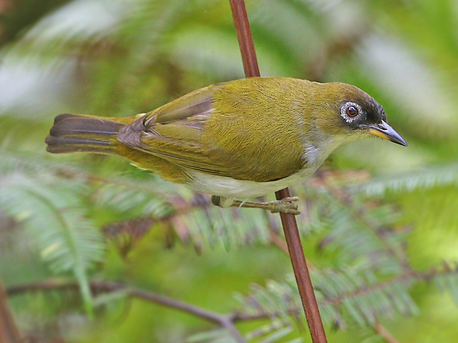 Zostérops à gorge crème - eBird