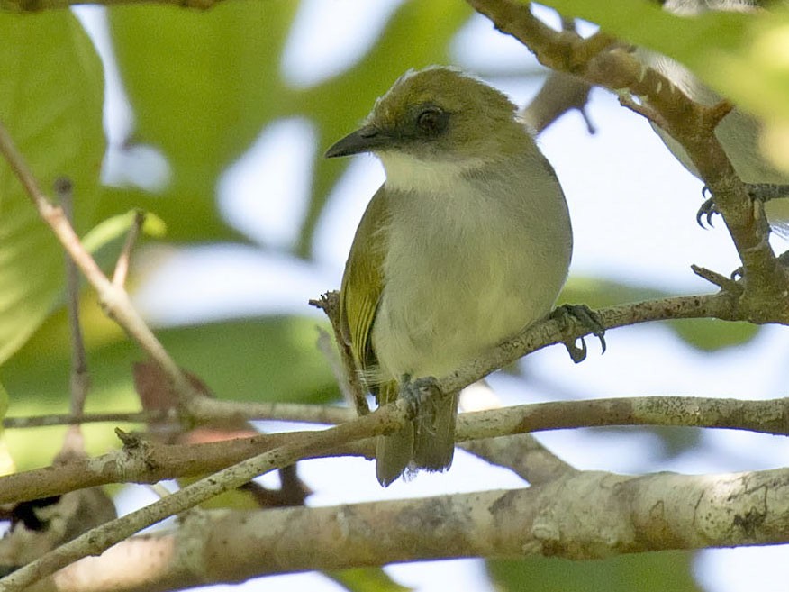 Biak White-eye - eBird