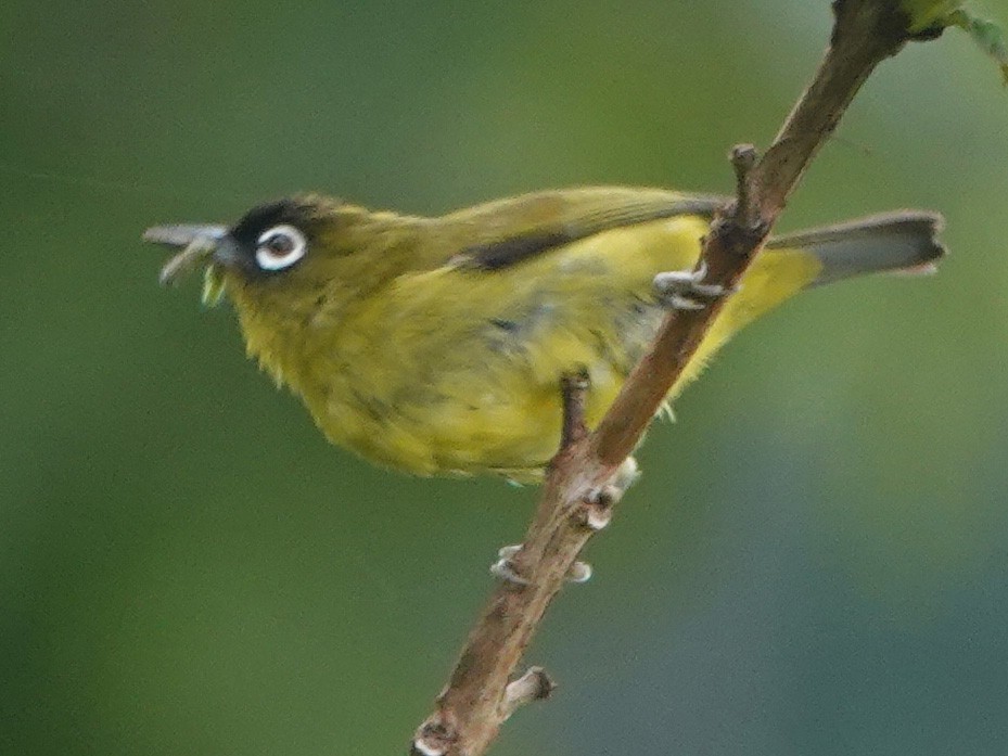 Capped White-eye - eBird