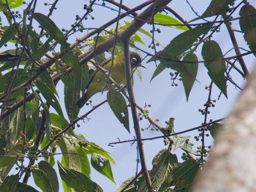 Capped White-eye - eBird