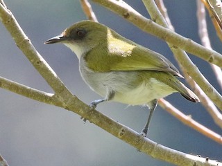 Biak White-eye - eBird