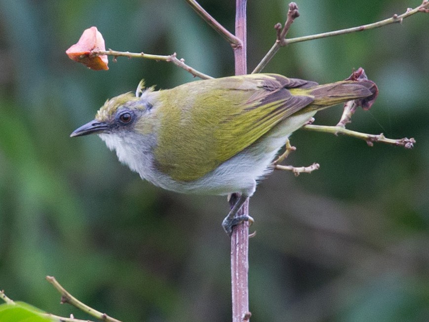 Anteojitos de la Biak - eBird