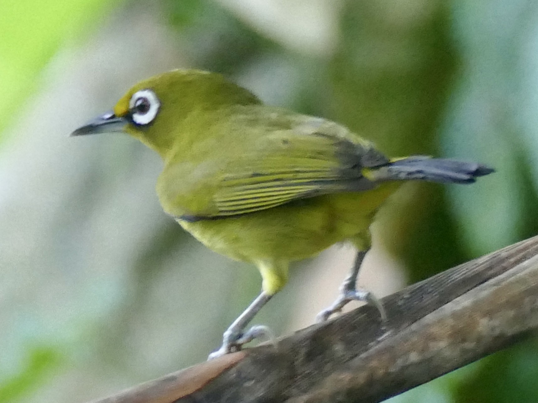 Buru White-eye - eBird