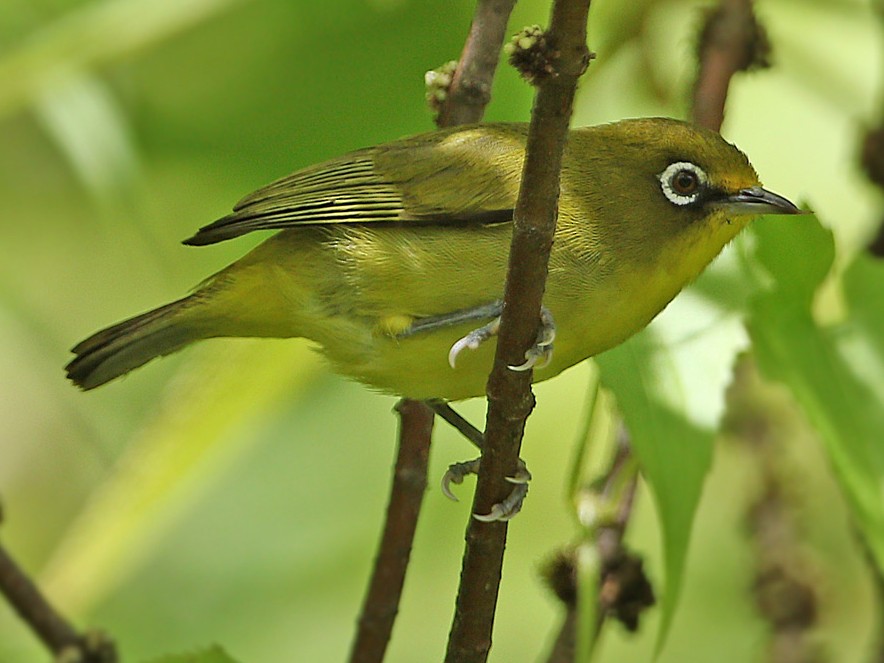 Buru White-eye - eBird