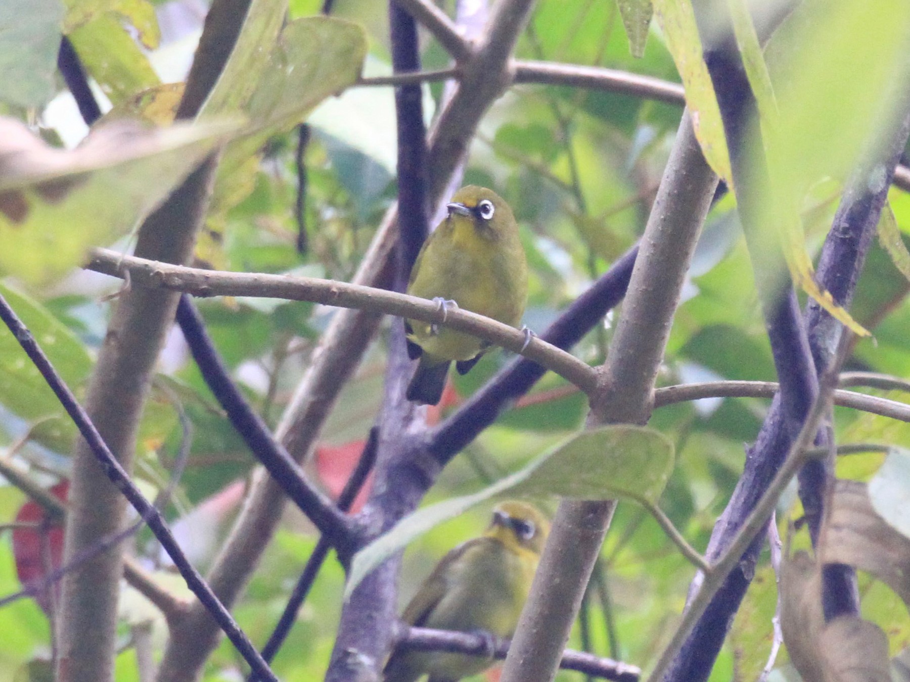 Buru White-eye - eBird