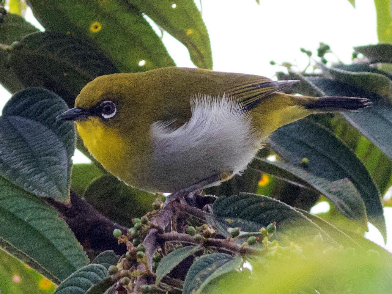 Zostérops de Nouvelle-Guinée - eBird
