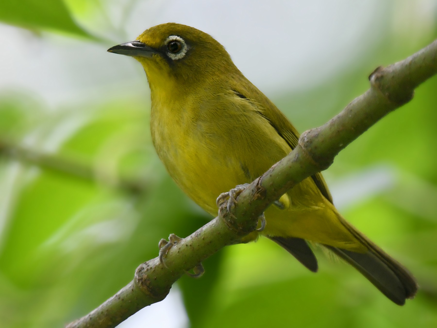 Buru White-eye - eBird