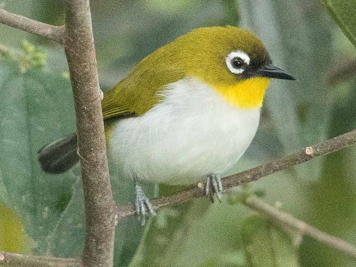 New Guinea White-eye - eBird