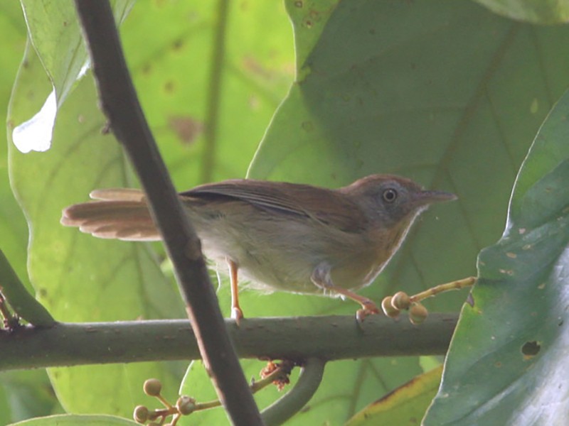 Gray-cheeked Tit-Babbler - eBird