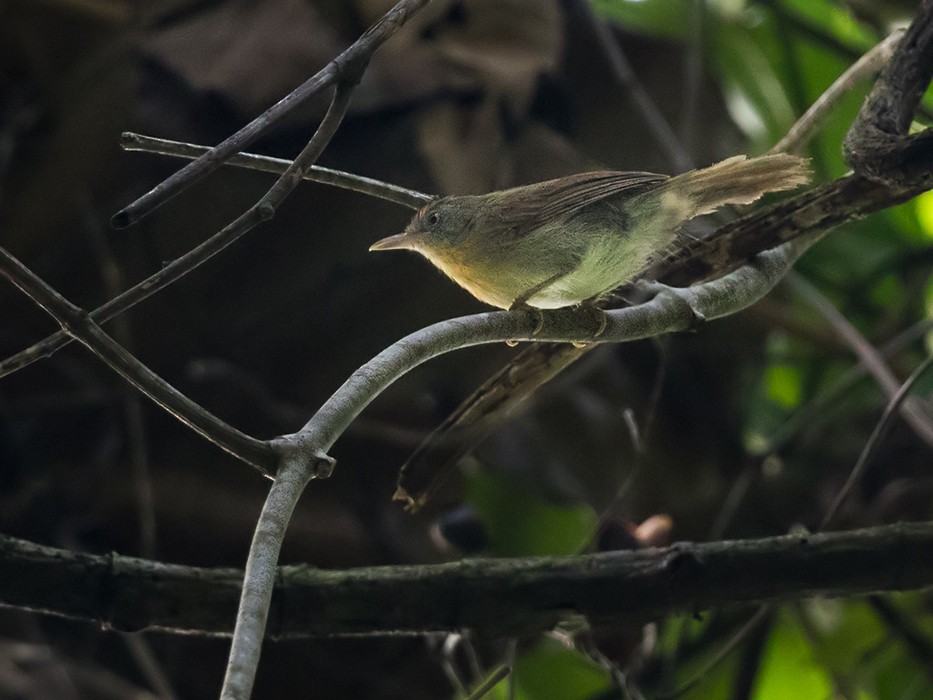 Gray-cheeked Tit-Babbler - eBird