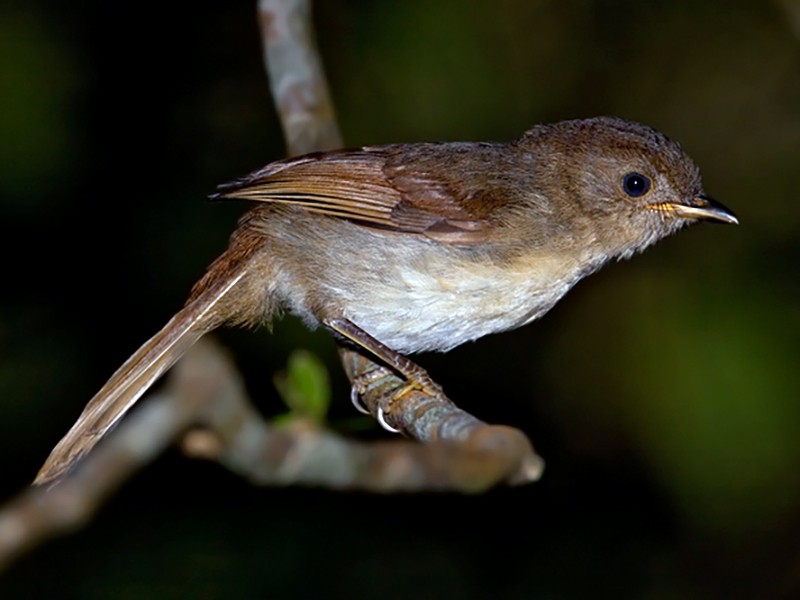 Javan Fulvetta - eBird